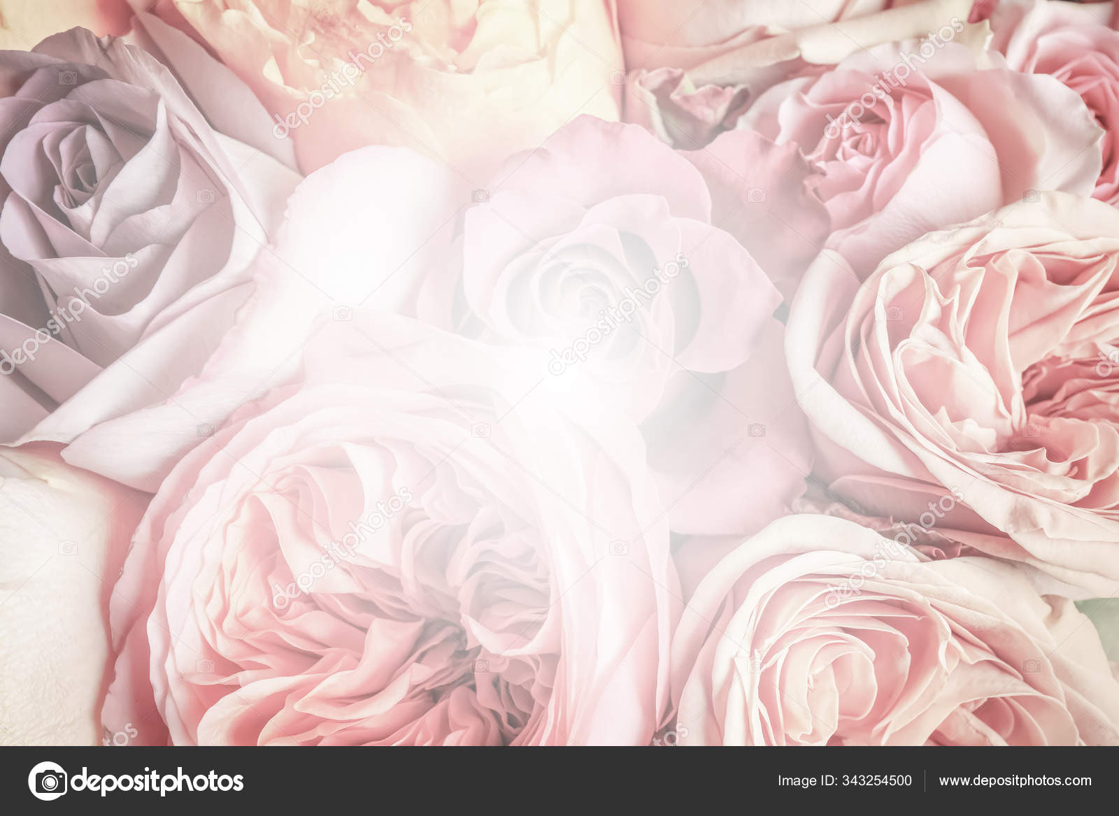 Beautiful fresh roses as background, closeup view. Floral decor Stock ...