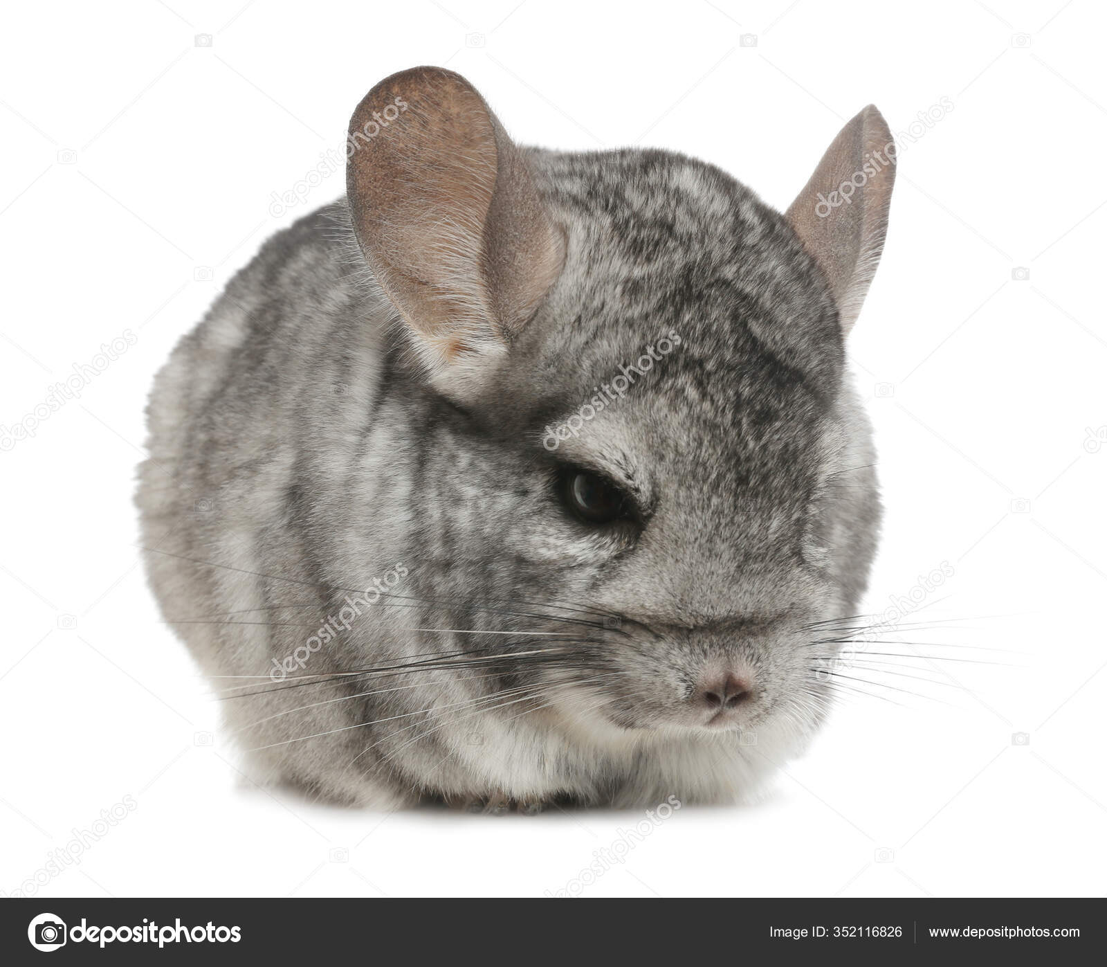 Cute White Chinchillas