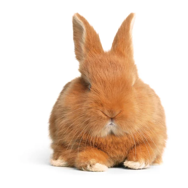 Adorable Furry Easter Bunny White Background Stock Photo by ©NewAfrica ...