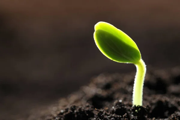 Growing seed Stock Photos, Royalty Free Growing seed Images | Depositphotos