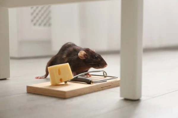 Mouse escaping trap images libres de droit, photos de Mouse escaping ...