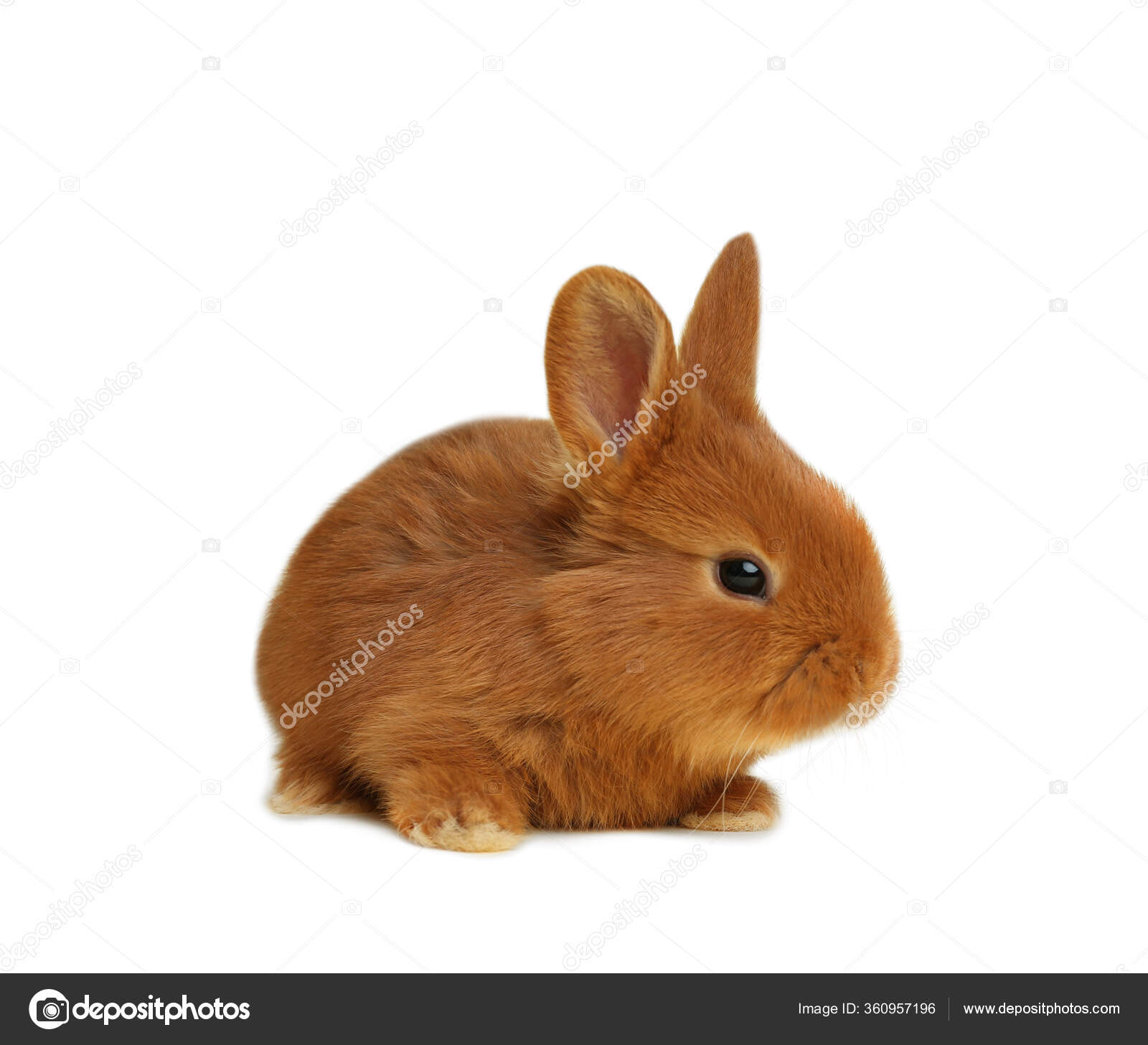 Adorable Fluffy Easter Bunny White Background — Stock Photo © NewAfrica ...