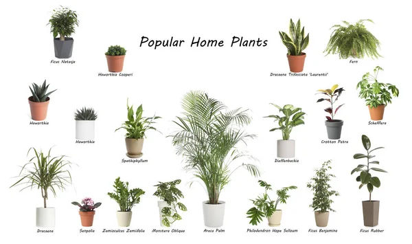 House Plants Names And Pictures
