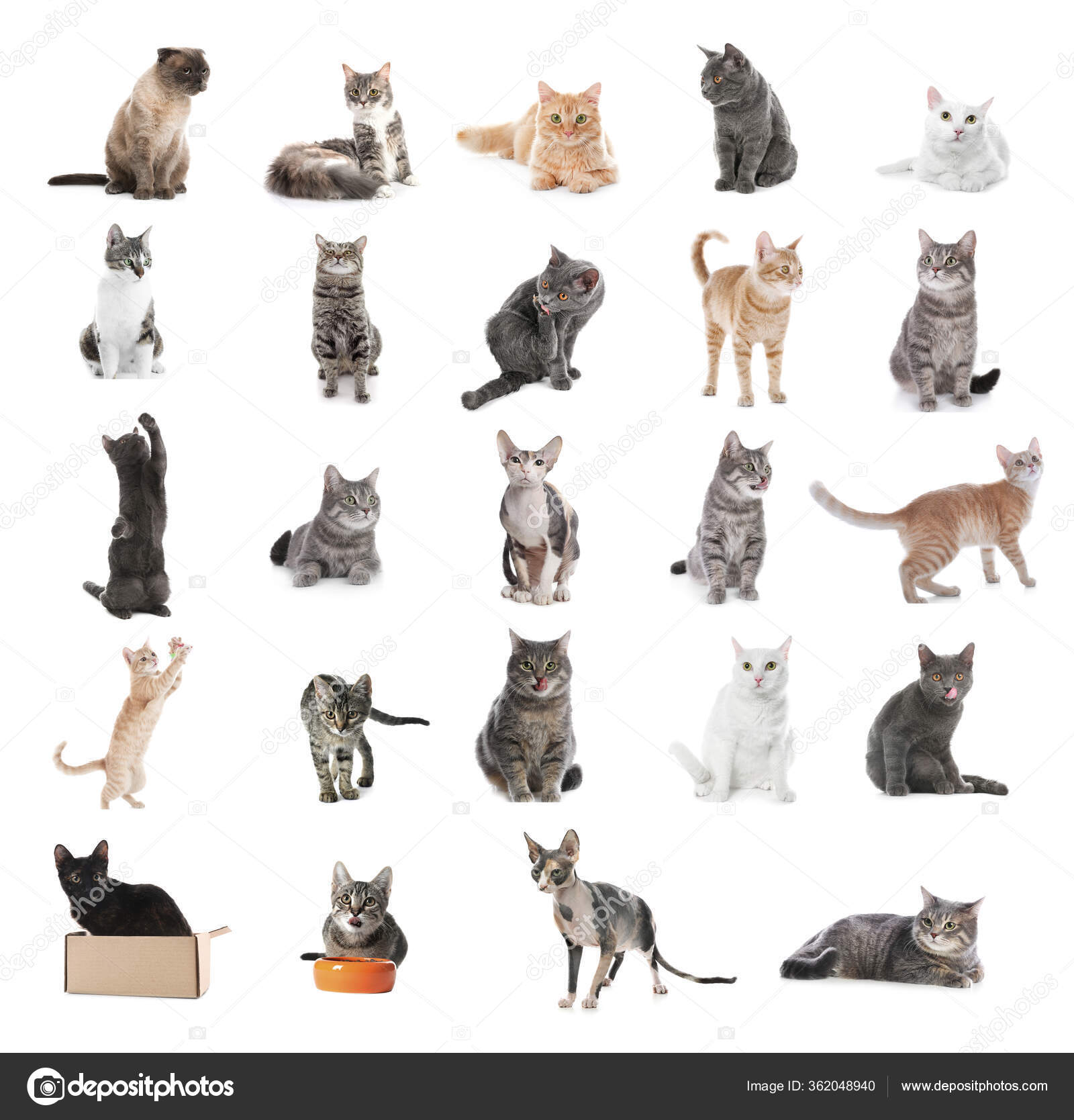 Collage Schöner Katzen Auf Weißem Hintergrund Schönes Haustier ...