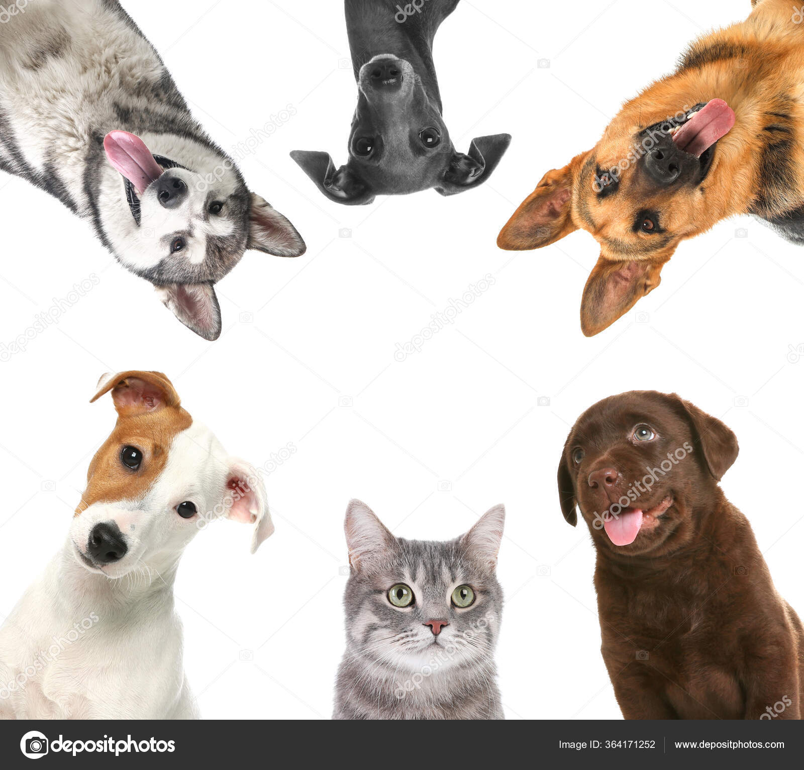 Set Different Cute Pets White Background Stock Photo by ©NewAfrica ...