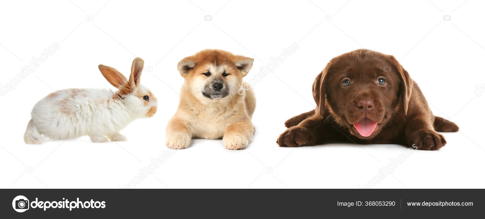Collage Different Adorable Baby Animals White Background Banner Design ...