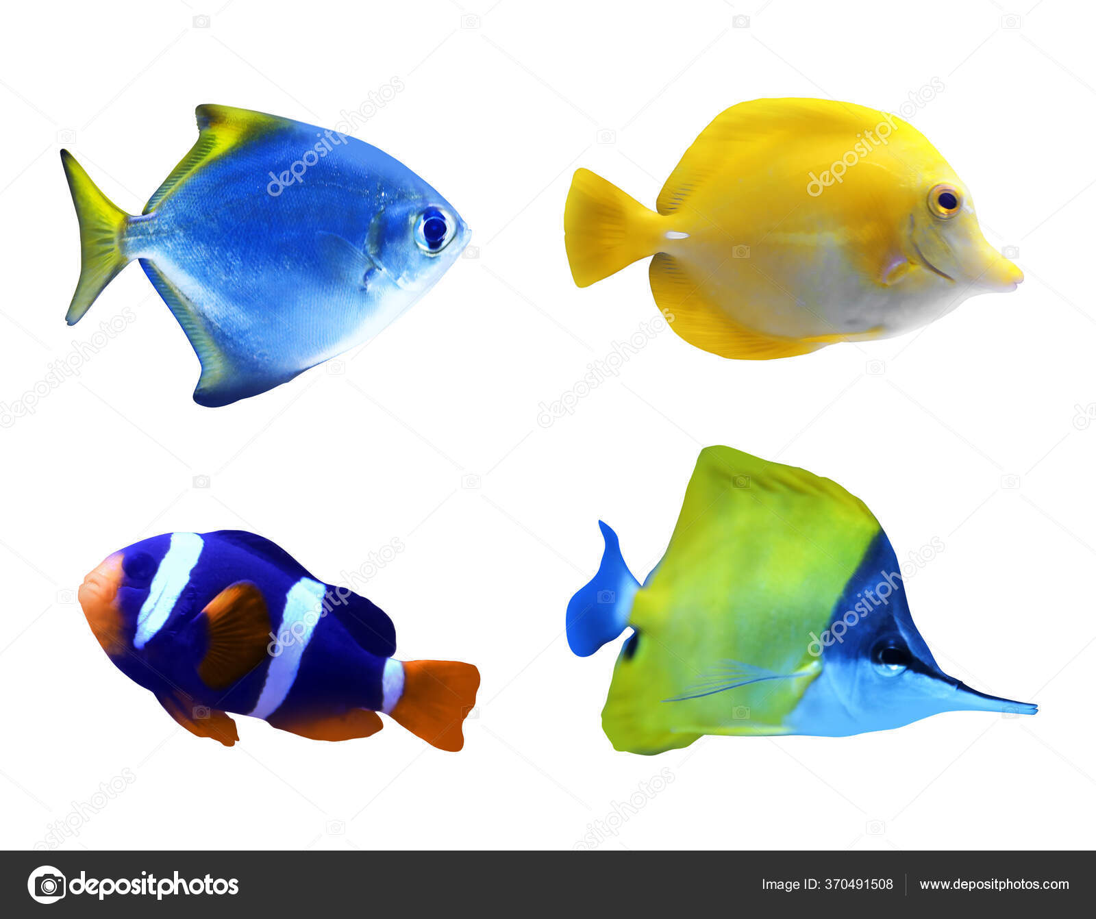 Set Different Bright Tropical Fishes White Background — Stock Photo ...