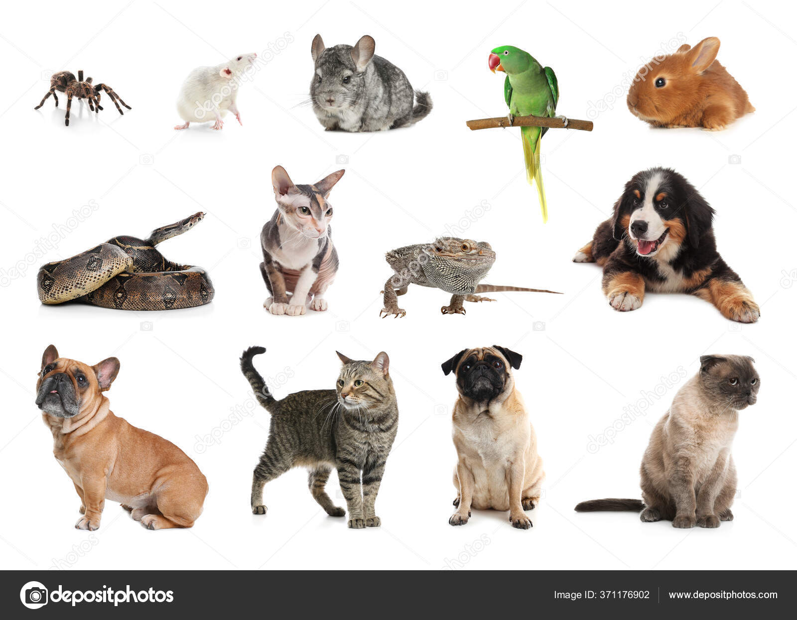 Set Different Pets White Background Stock Photo by ©NewAfrica 371176902