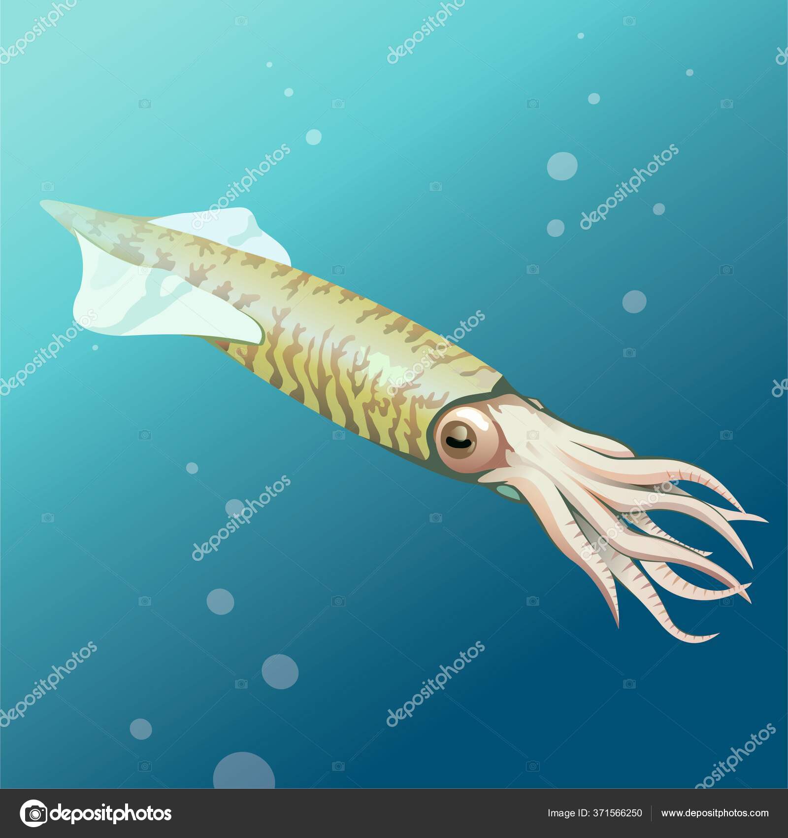 Los Belemnoides Belemnitas Son Grupo Cefalópodos Extintos Stock Vector ...