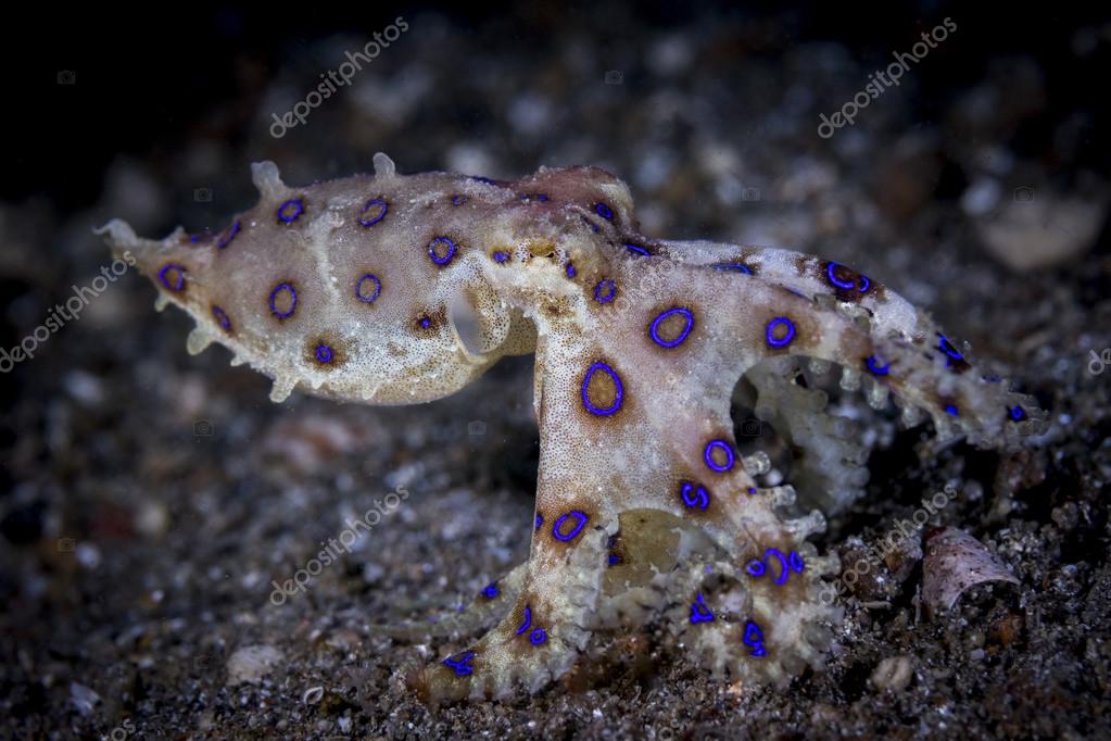 Blue Ringed Octopus Eyes