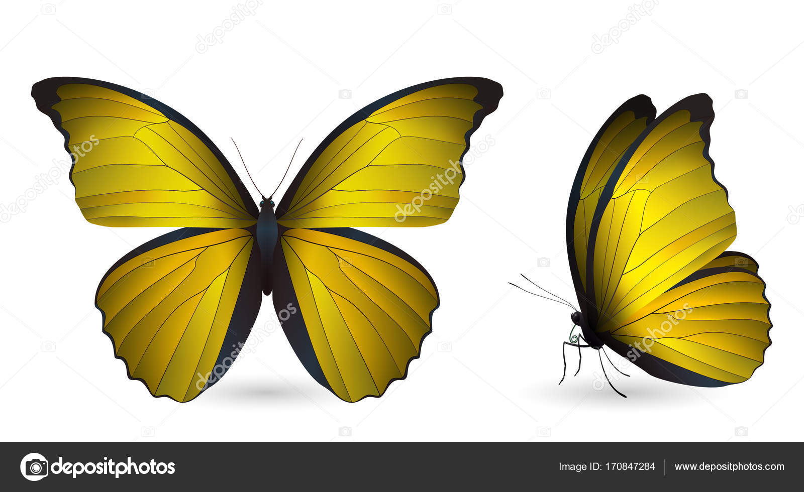 Set of colorful butterflies. Front and side view Stock Vector by ...