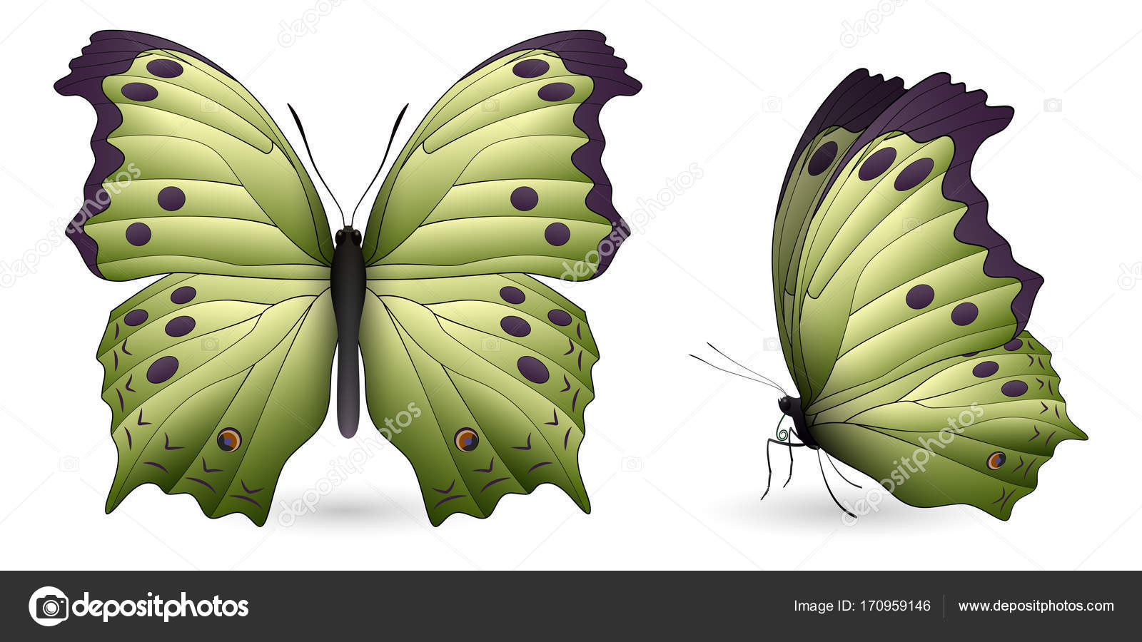 Set of colorful butterflies. Front and side view Stock Vector by ...