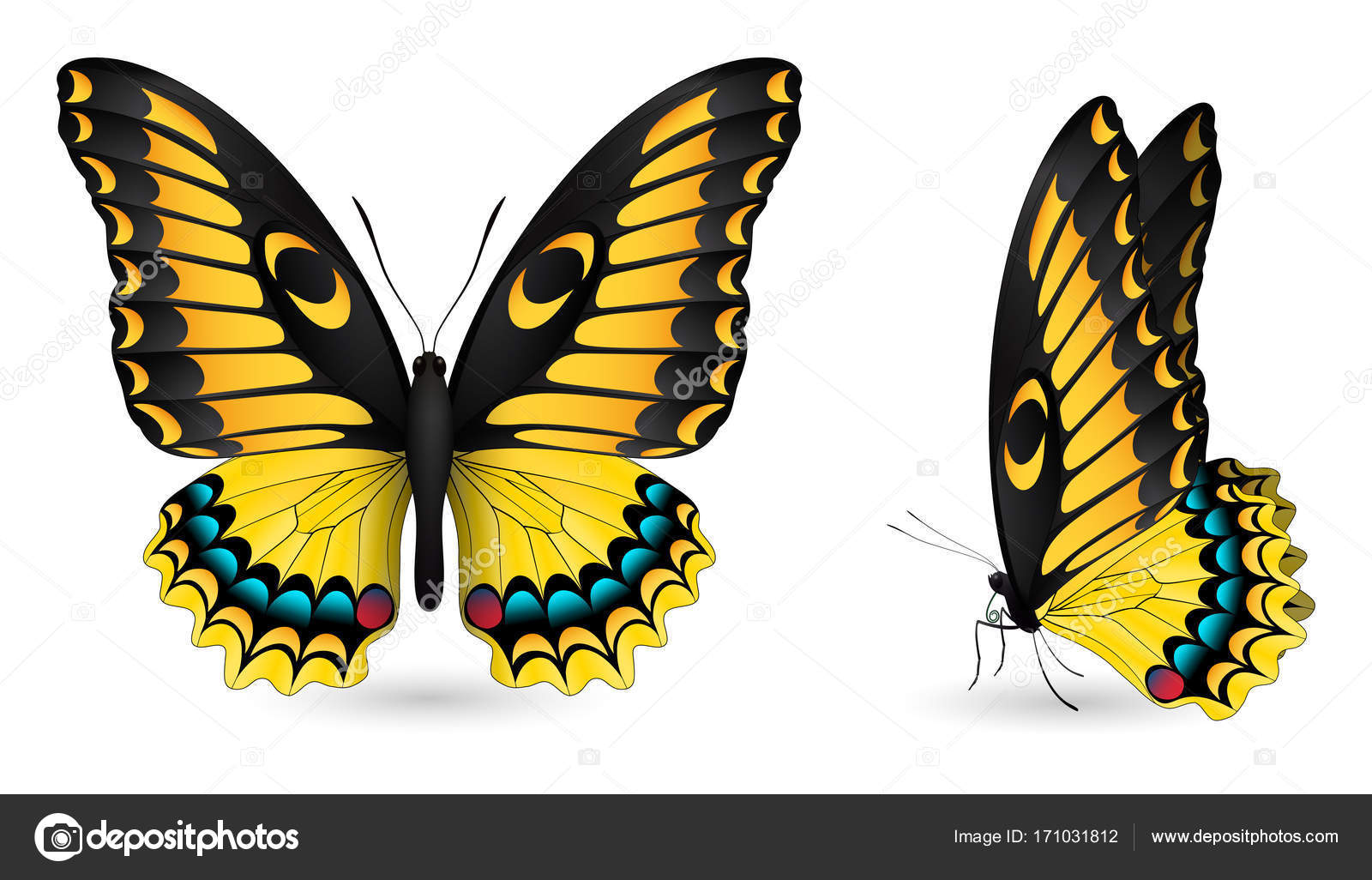 Butterfly Vector Side