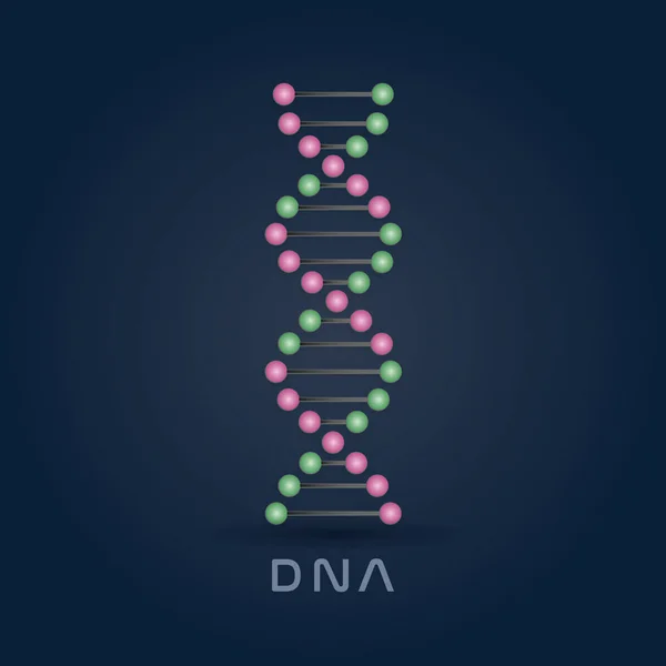 Dna strand logo Vector Art Stock Images | Depositphotos