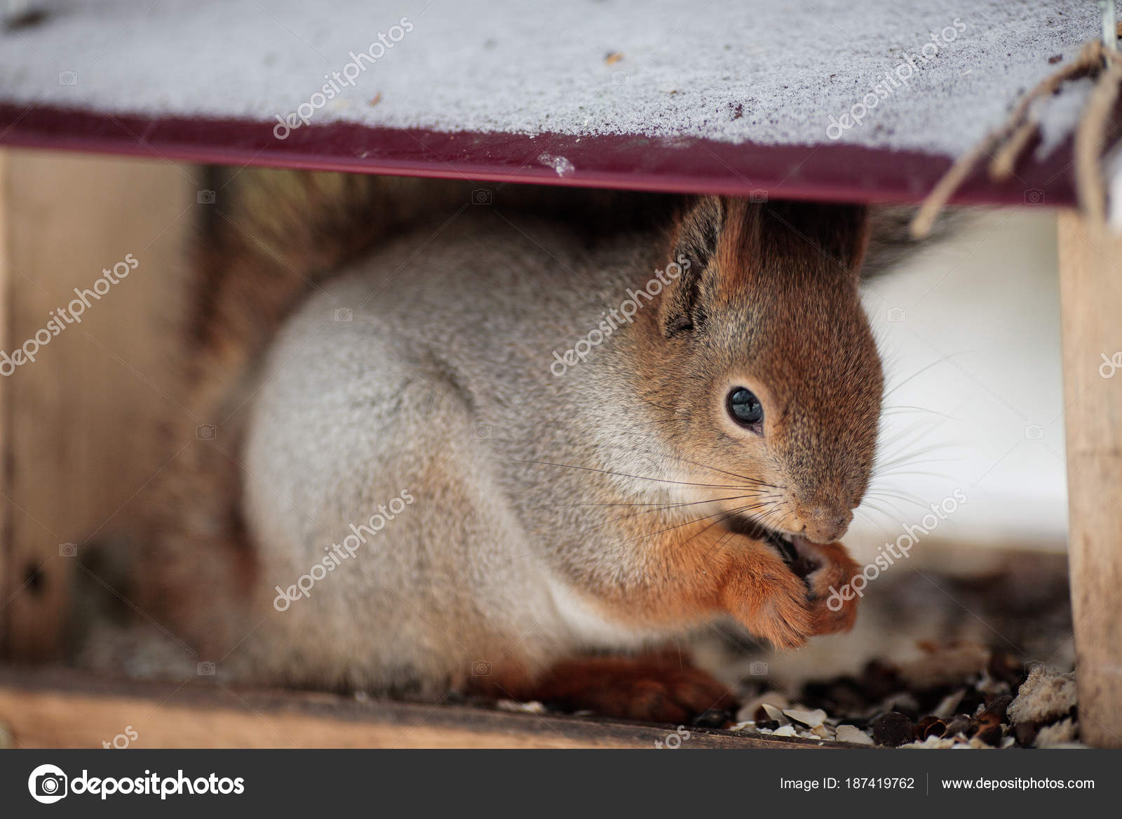 A furry gray squirrel eats sunflower seeds and nuts, sitting in Stock ...