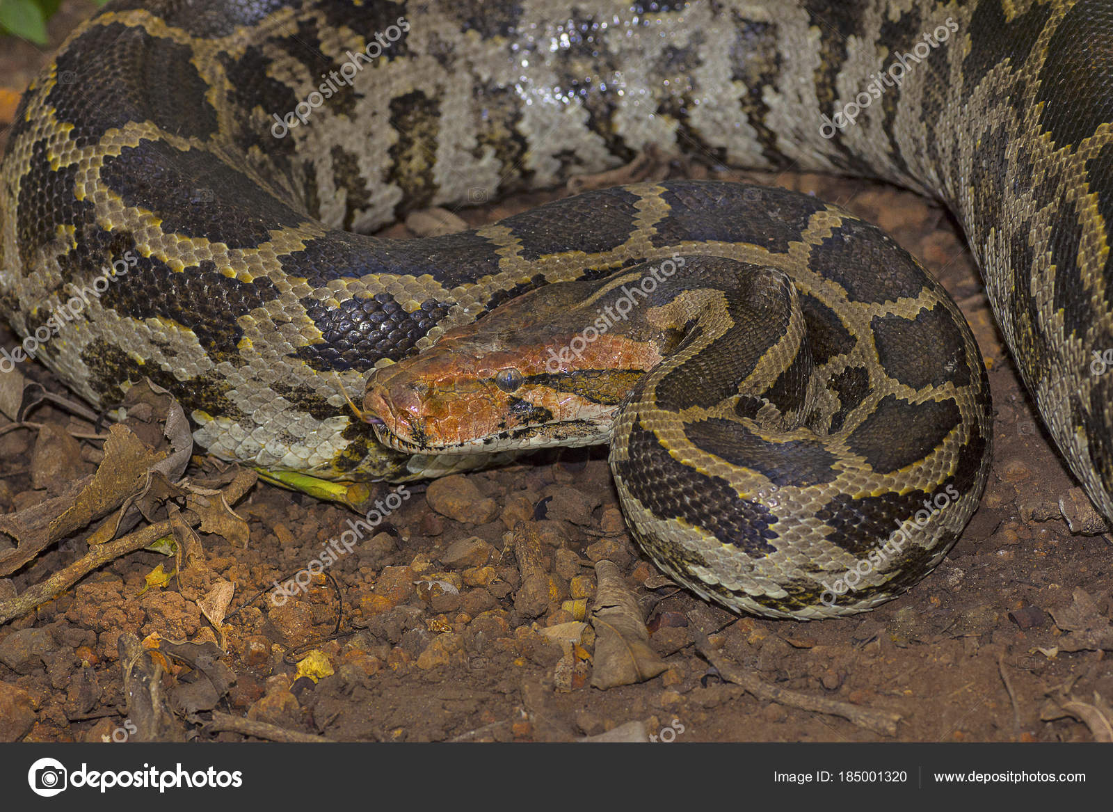 Indian Rock Python, Python molurus Stock Photo by ©RealityImages 185001320