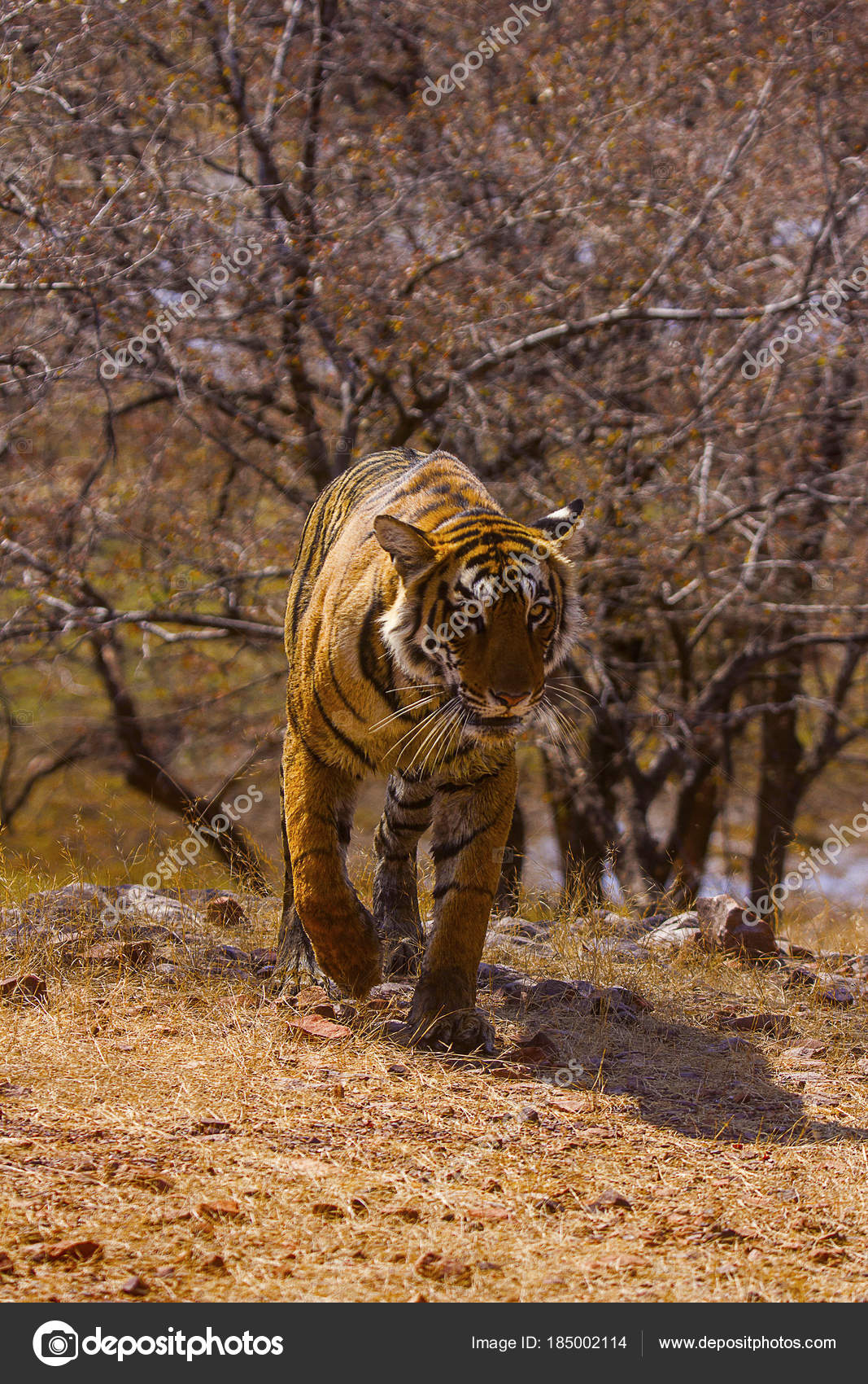 Tiger, Panthera tigris. Arrowhead, Ranthambhore Tiger Reserve ...