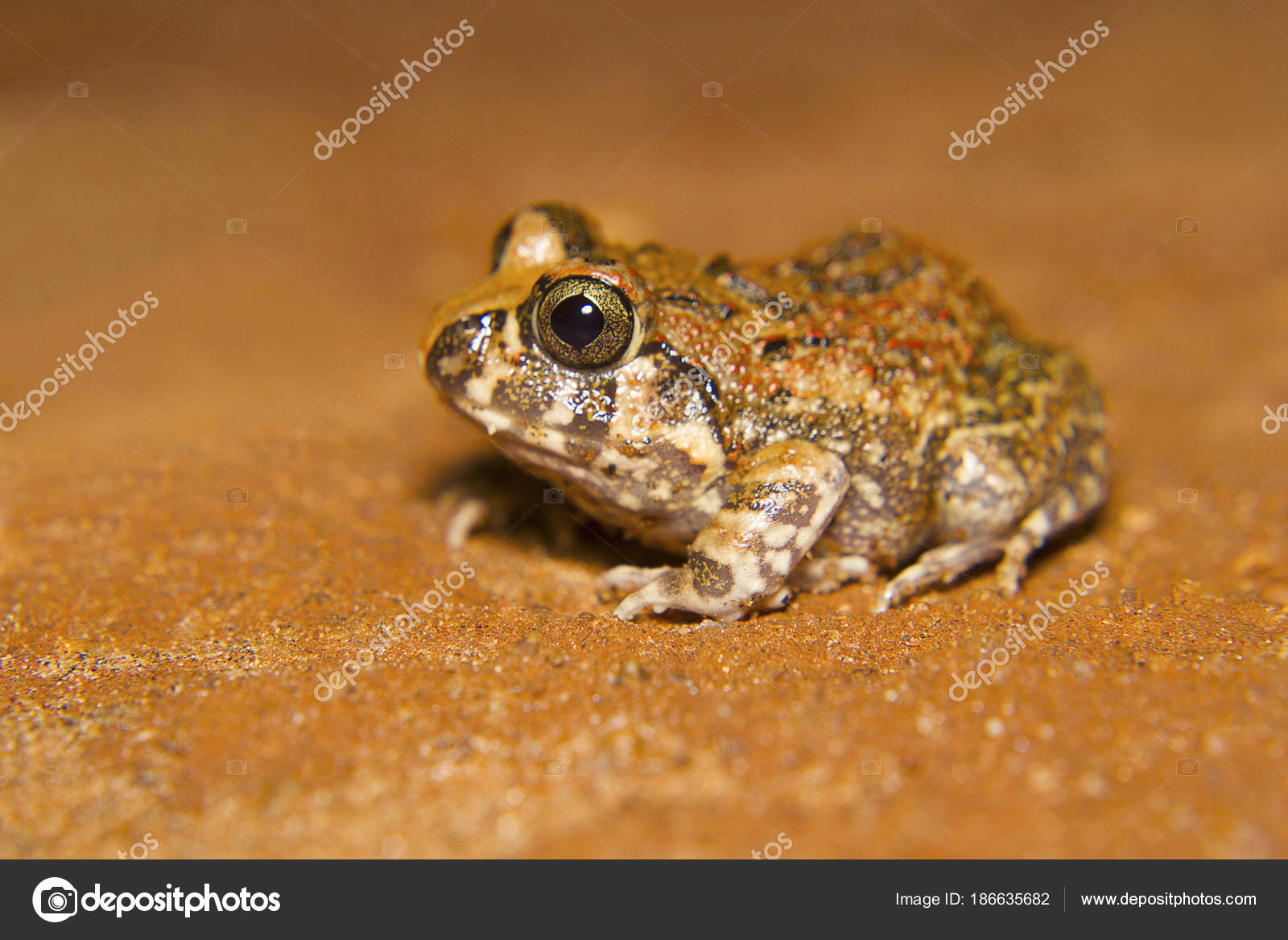 Indian Burrowing Frog Sphaerotheca Breviceps Bangalore Karnataka India ...