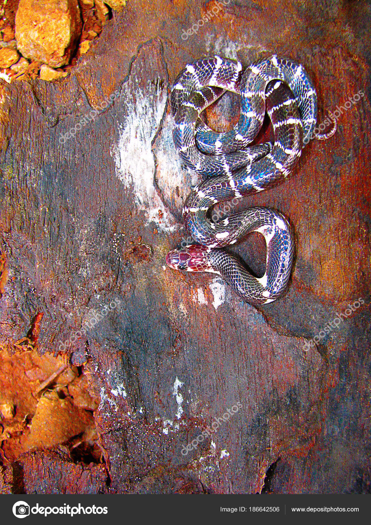 Common Krait Bungarus Caeruleus Pune Maharashtra India Stock Photo by ...