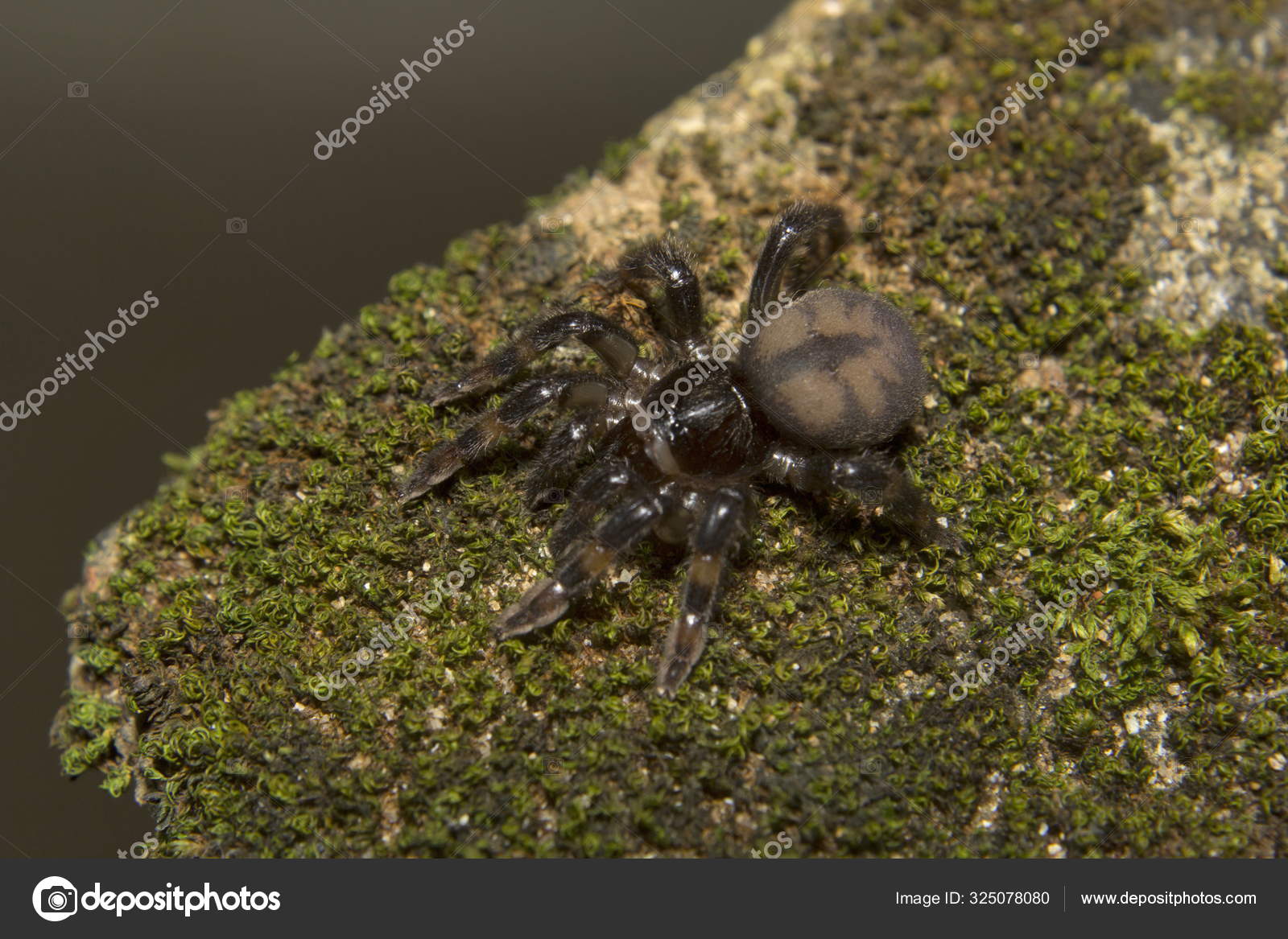 Sason sp, Barychelidae, Thenmala, Kerala. Mygalomorph bark-dwelling ...