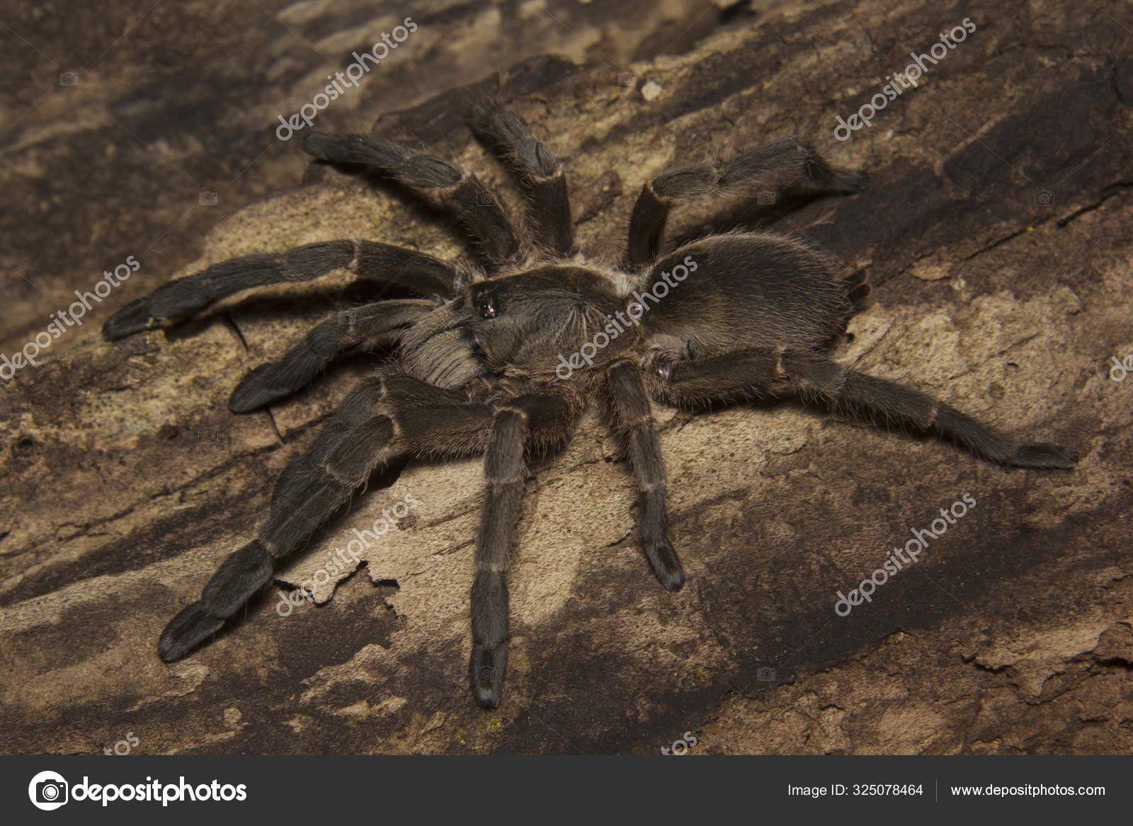 Tarantula, Haploclastus sp, Theraphosidae, Eravikulam National Park ...