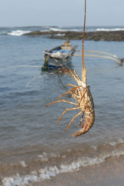 Diveagar Stock Photos, Royalty Free Diveagar Images | Depositphotos