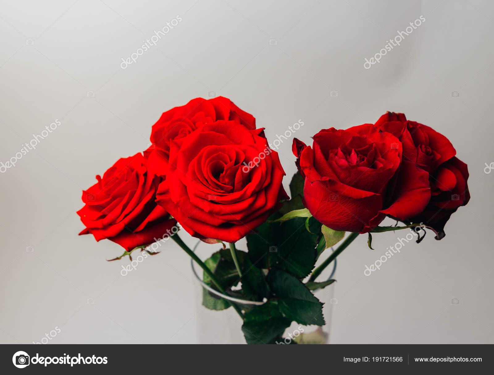 Red Rose Gray Background