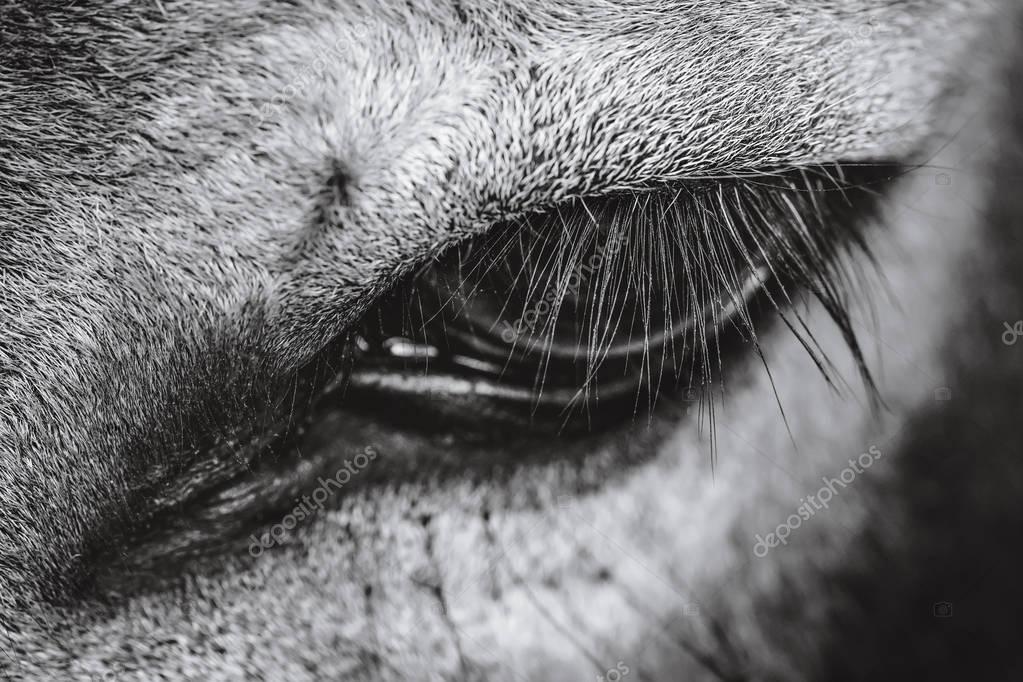 Lindo ojo de burro en la llave de cerca. Imagen macro de ojo de burro ...