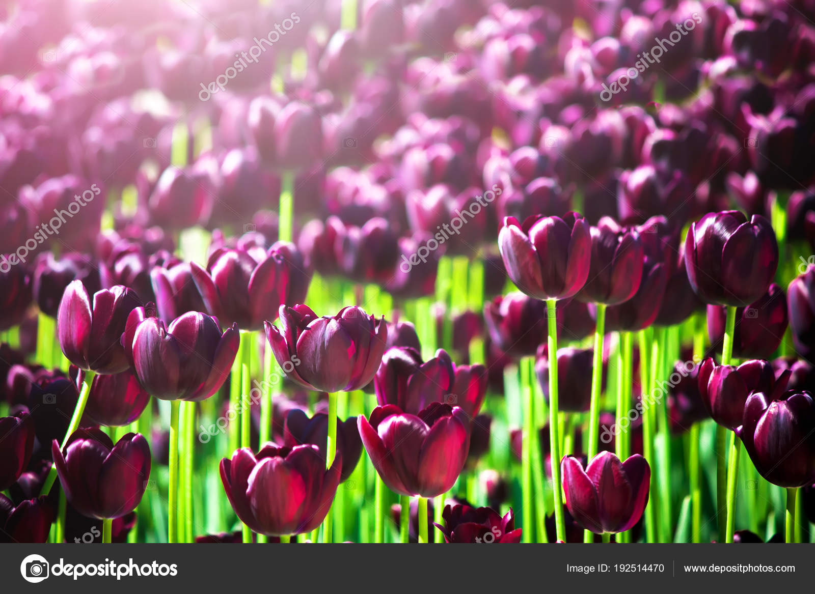 Beautiful Purple Tulips