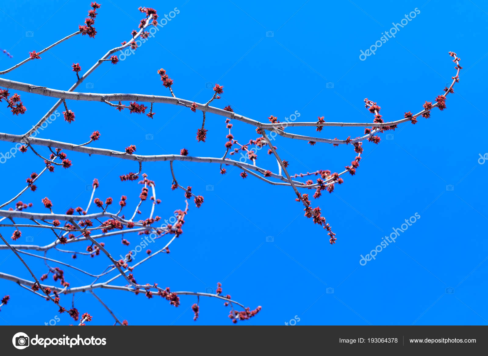 Maple buds on the background of vibrant blue sky. Beautiful spring ...