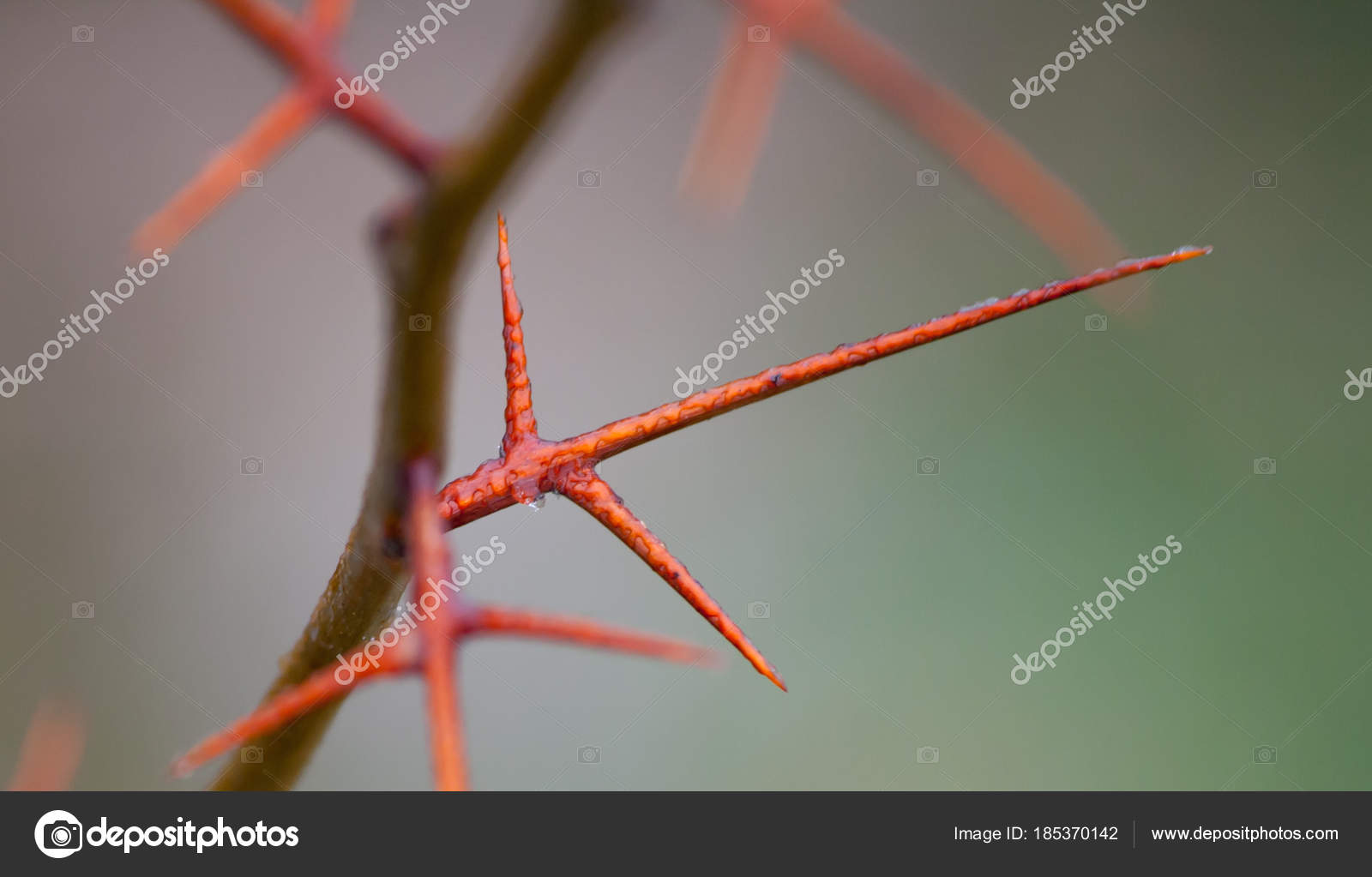 Very Sharp Spines Bush Branch Early Spring Stock Photo by ©bazilpp ...