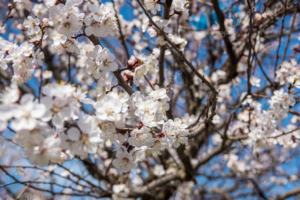 Los árboles que florecen en la primavera sobre el fondo del cielo y la ...