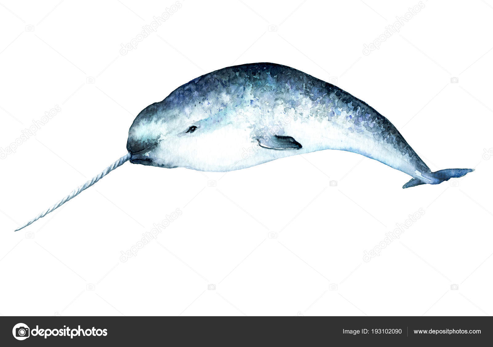 Narhval Tegning Larvik Bibliotek