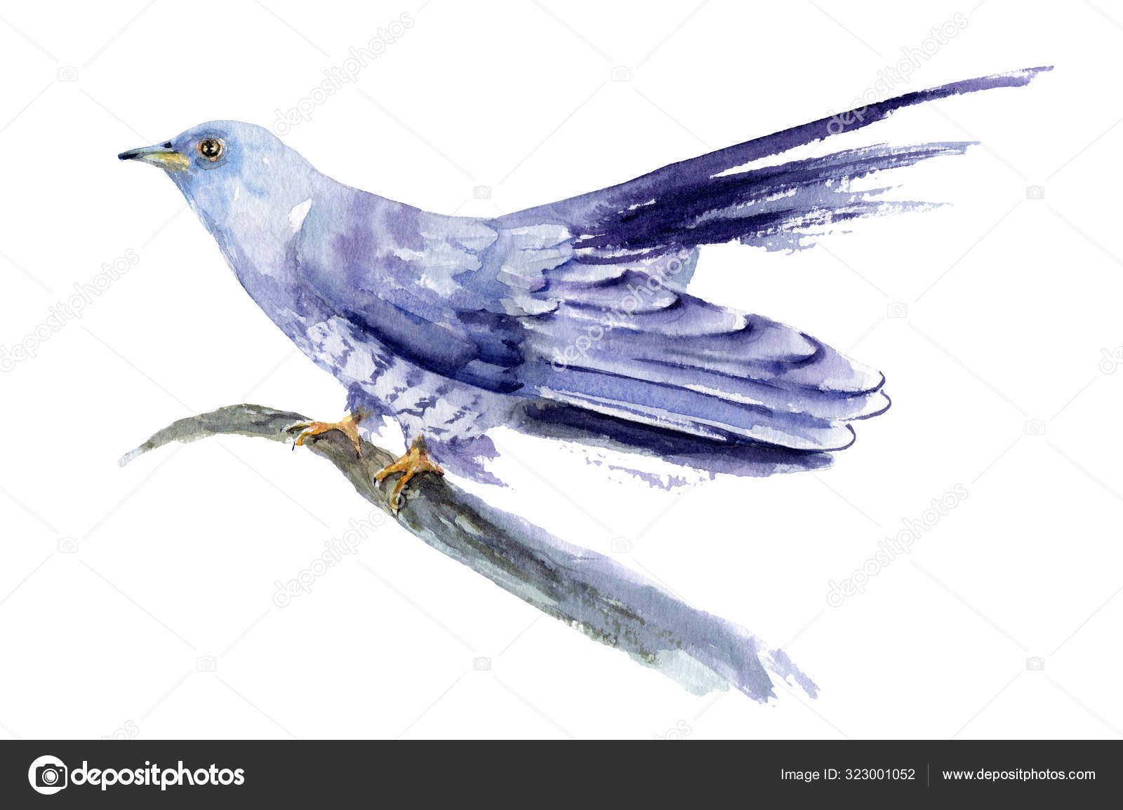 Indian Cuckoo Bird Drawing