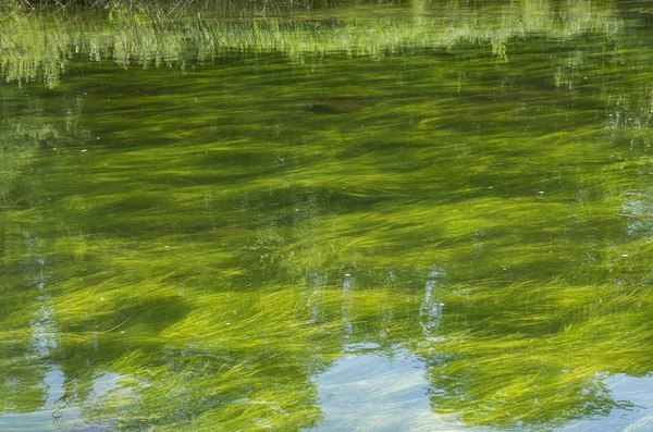Eelgrass Stock Photos, Royalty Free Eelgrass Images | Depositphotos