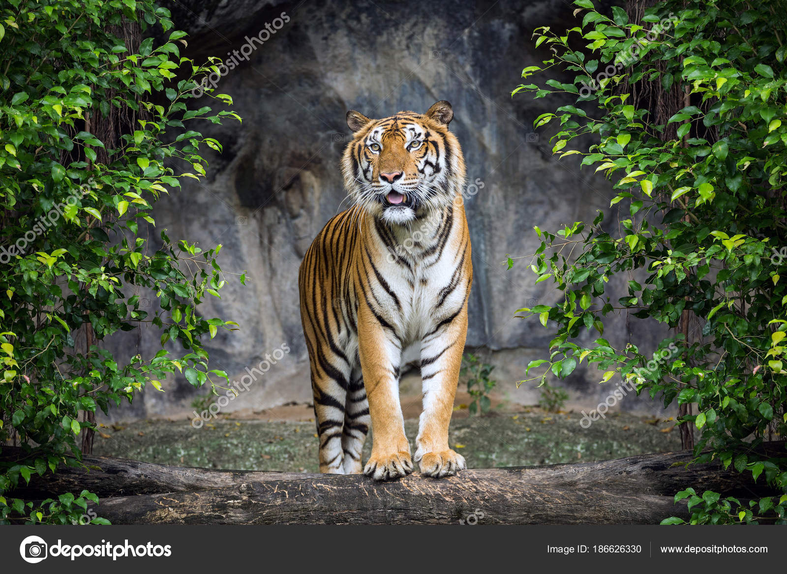 Tiger In The Forest
