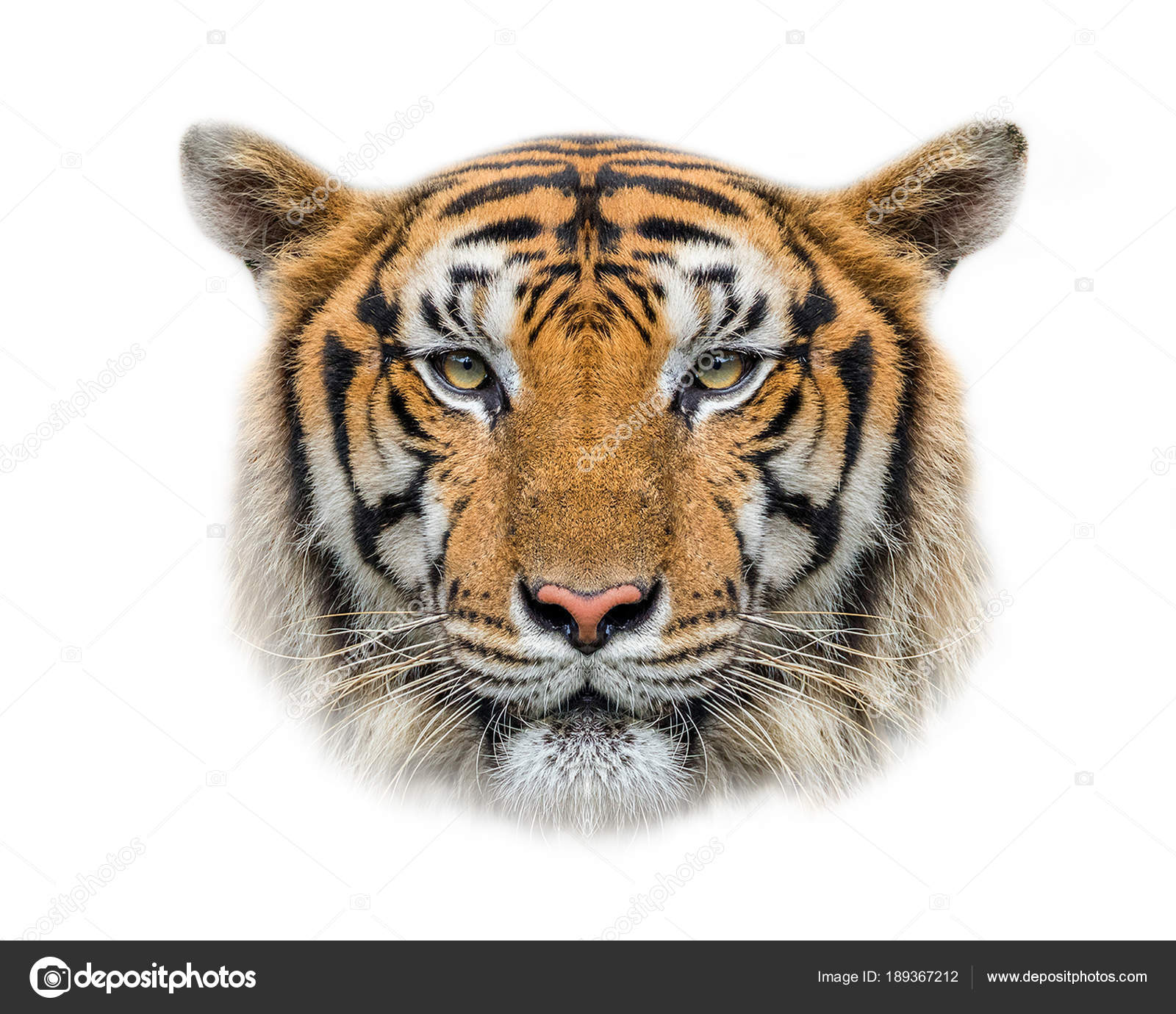 Tiger's Face White Background Stock Photo by ©preechasi2002@gmail.com ...
