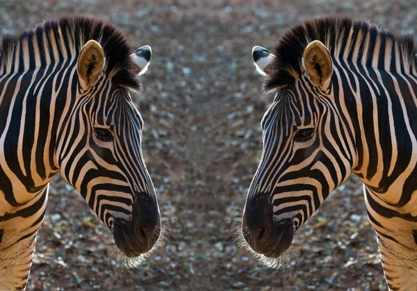 Pattern and skin of Zebra. - Stock Image - Everypixel