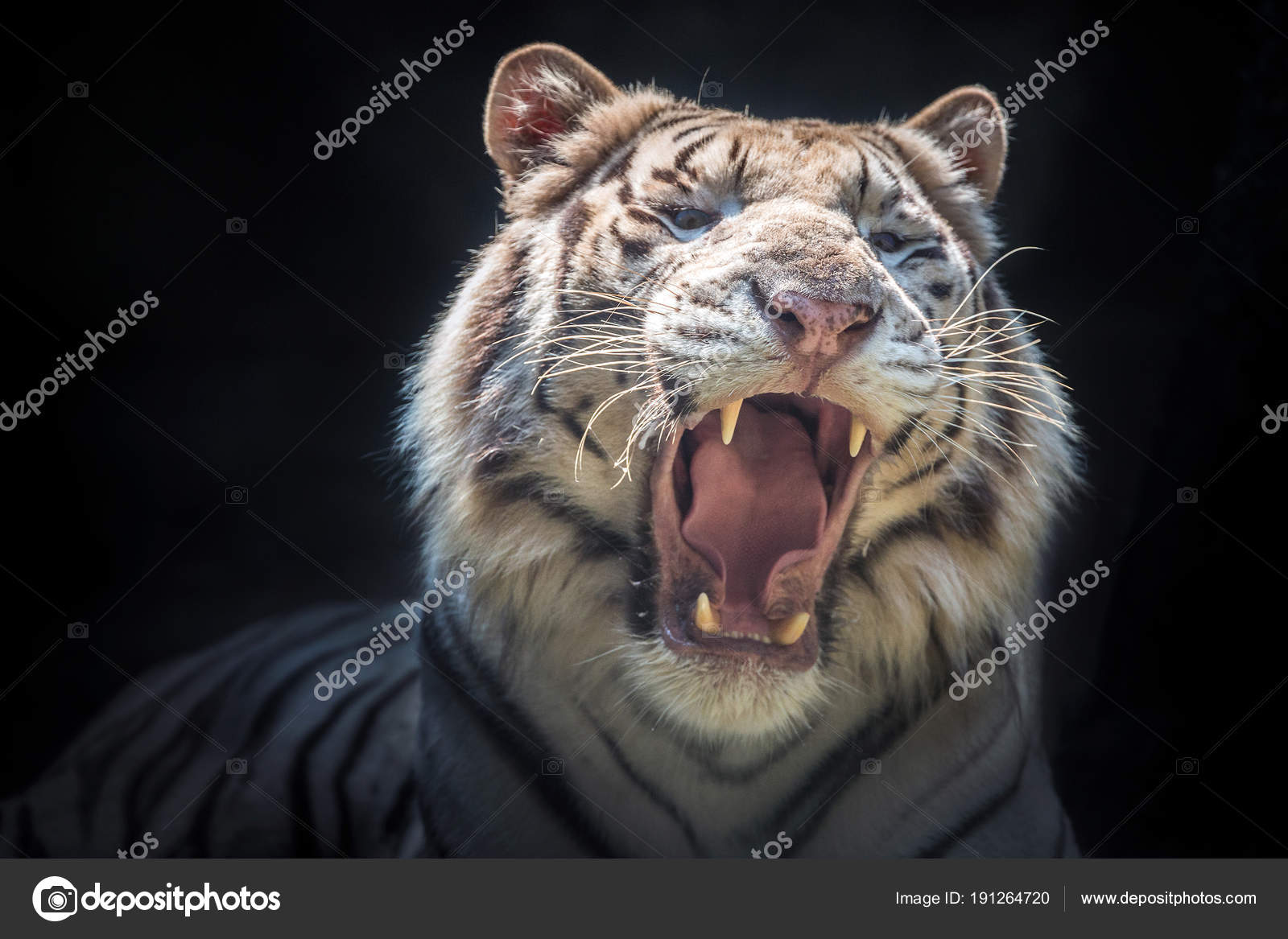 White Tiger Roar Face