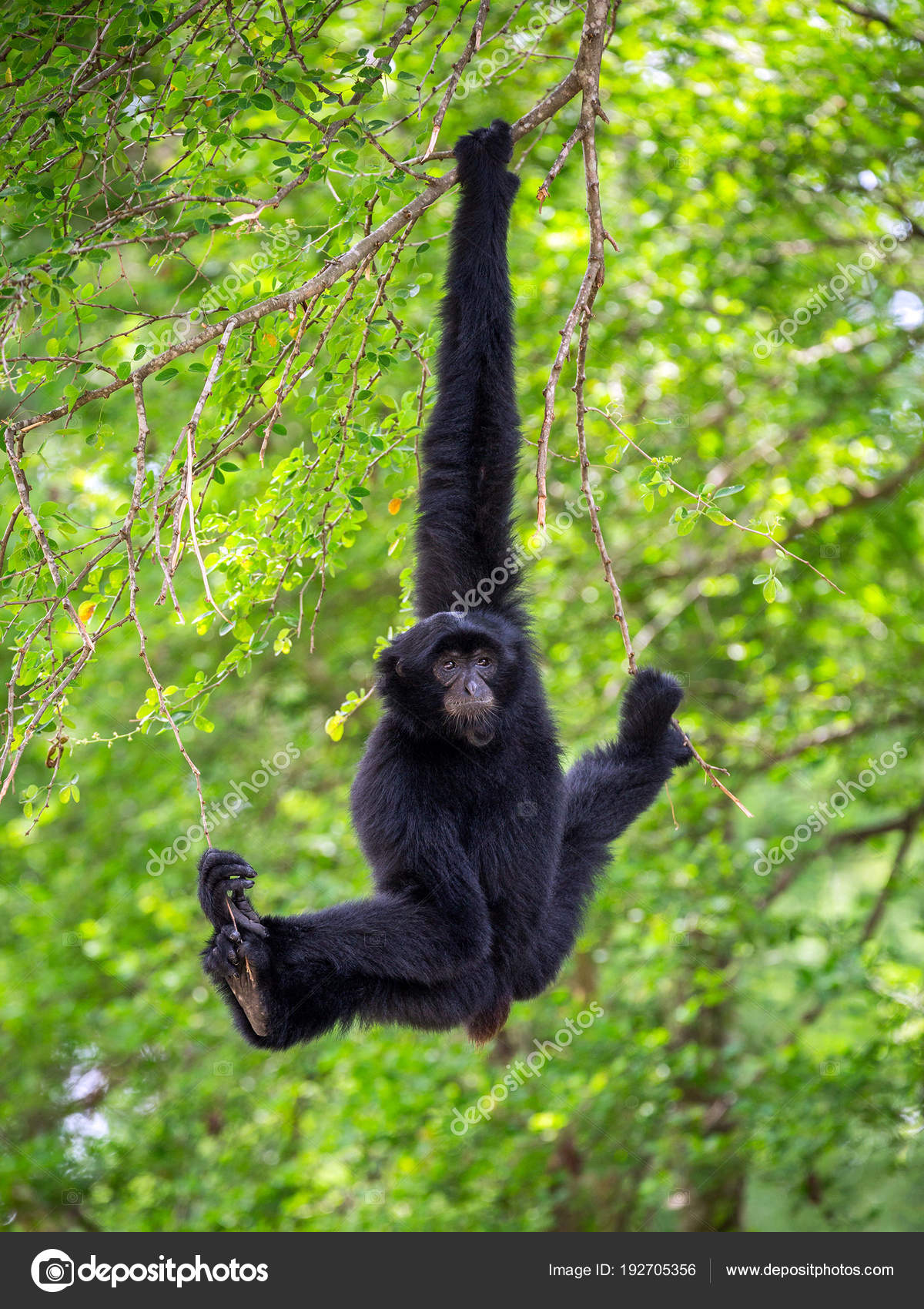 Siamang Giant Muntjac Black Gibbons Hanging Trees Natural Setting Stock ...