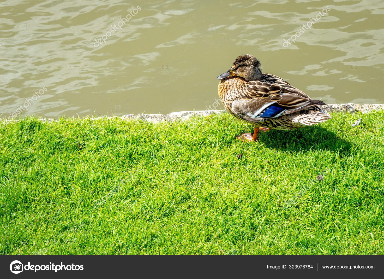 Duck Stands Its Paws Shore River Cam Mallard Lat Anas Stock Photo by ...