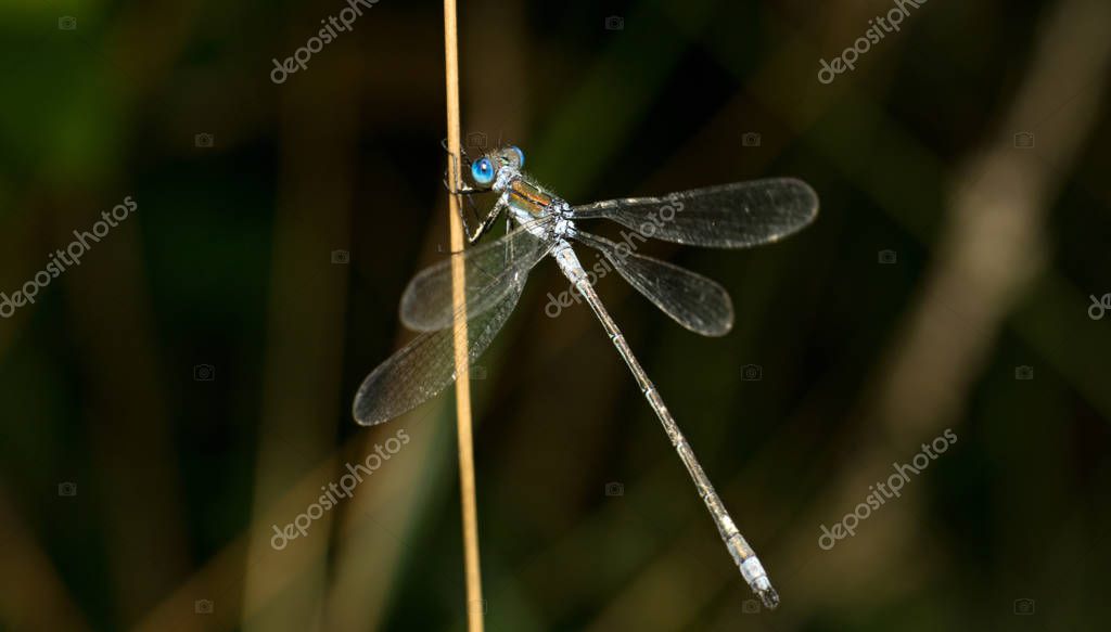 Bonita foto macro de una libélula con tonos azules y alas transparentes ...