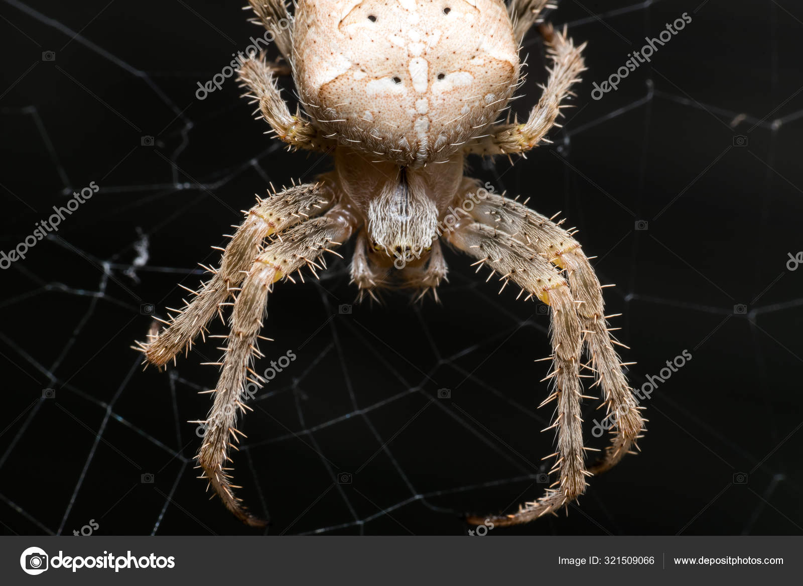 A large white spider in the home garden — Stock Photo ...