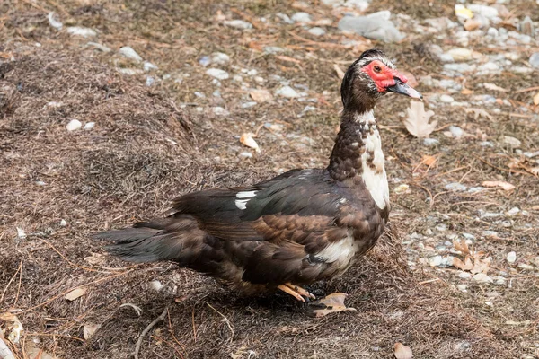 Wattle australia Stock Photos, Royalty Free Wattle australia Images ...