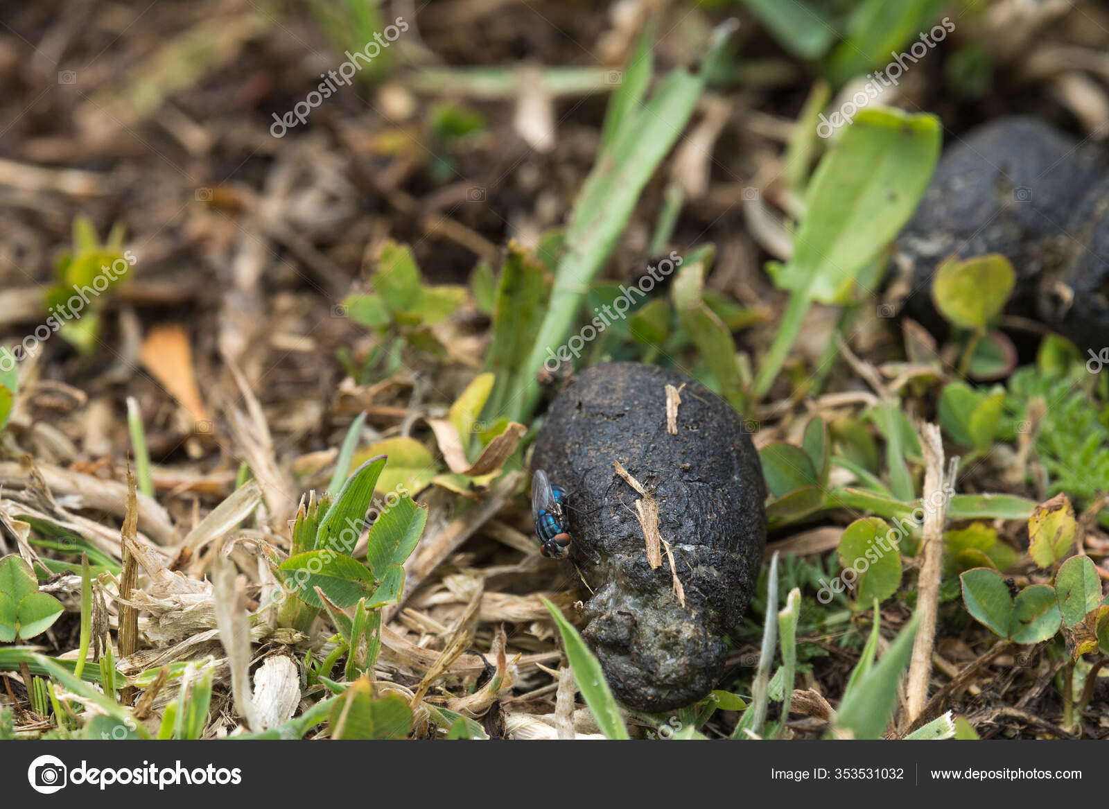 Group Black Dog Poop Garden House — Stock Photo © jonvallejophotography ...