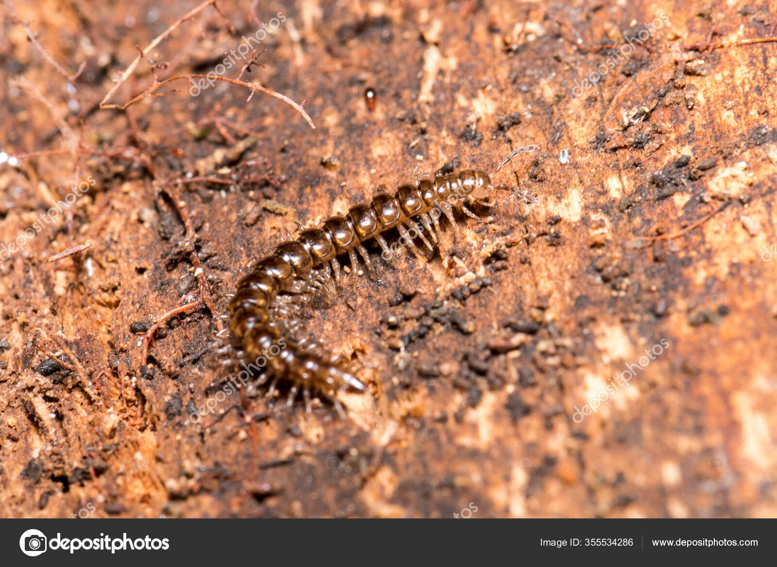Macro Photo Centipede Fallen Rotten Log — Stock Photo ...