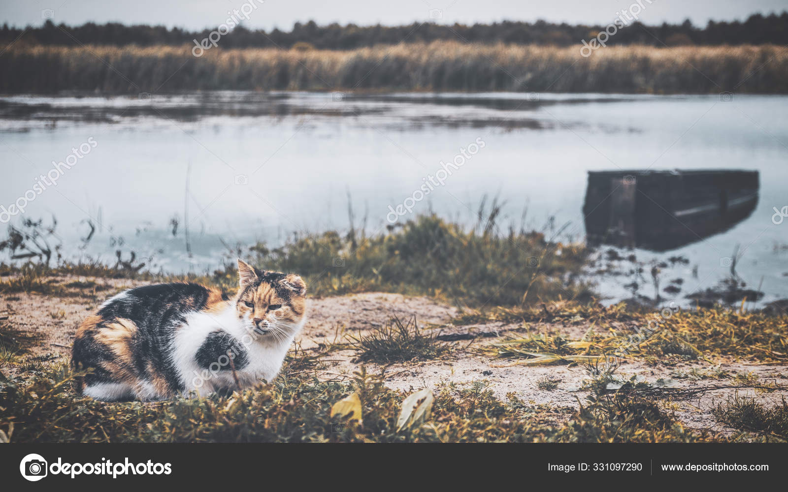 Beautiful village cat on the river bank. — Stock Photo © wwwarjag ...