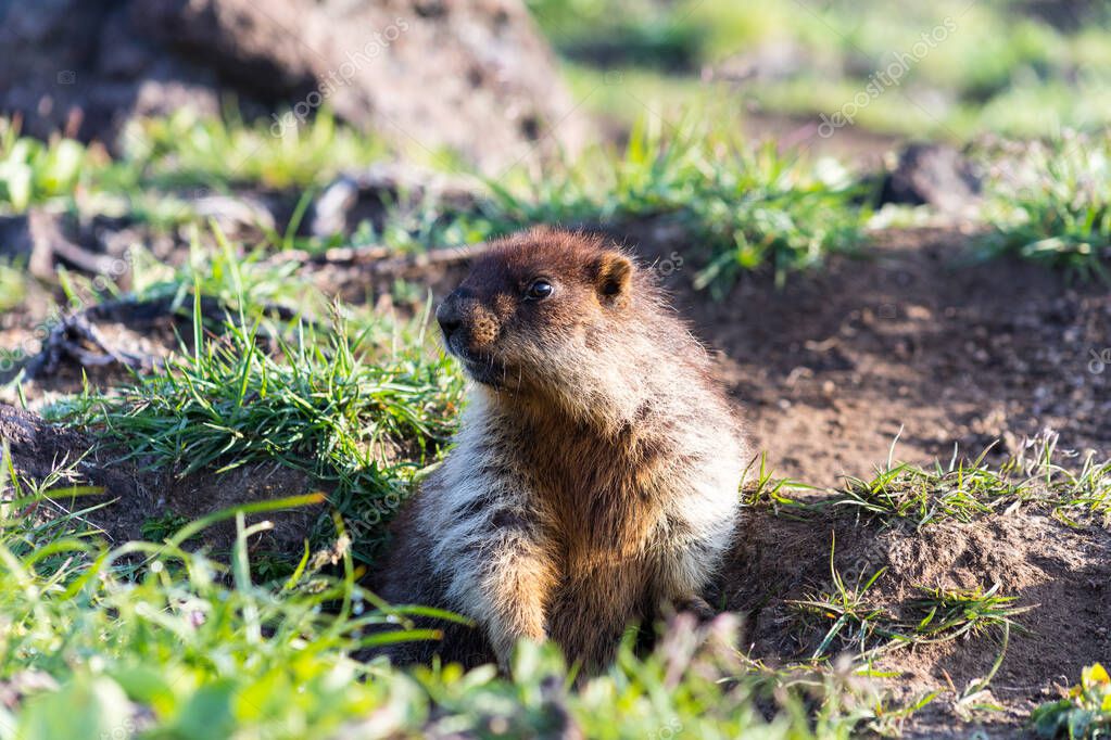 Marmota de tapa negra (Marmota camtschatica). Este tipo de marmota es ...