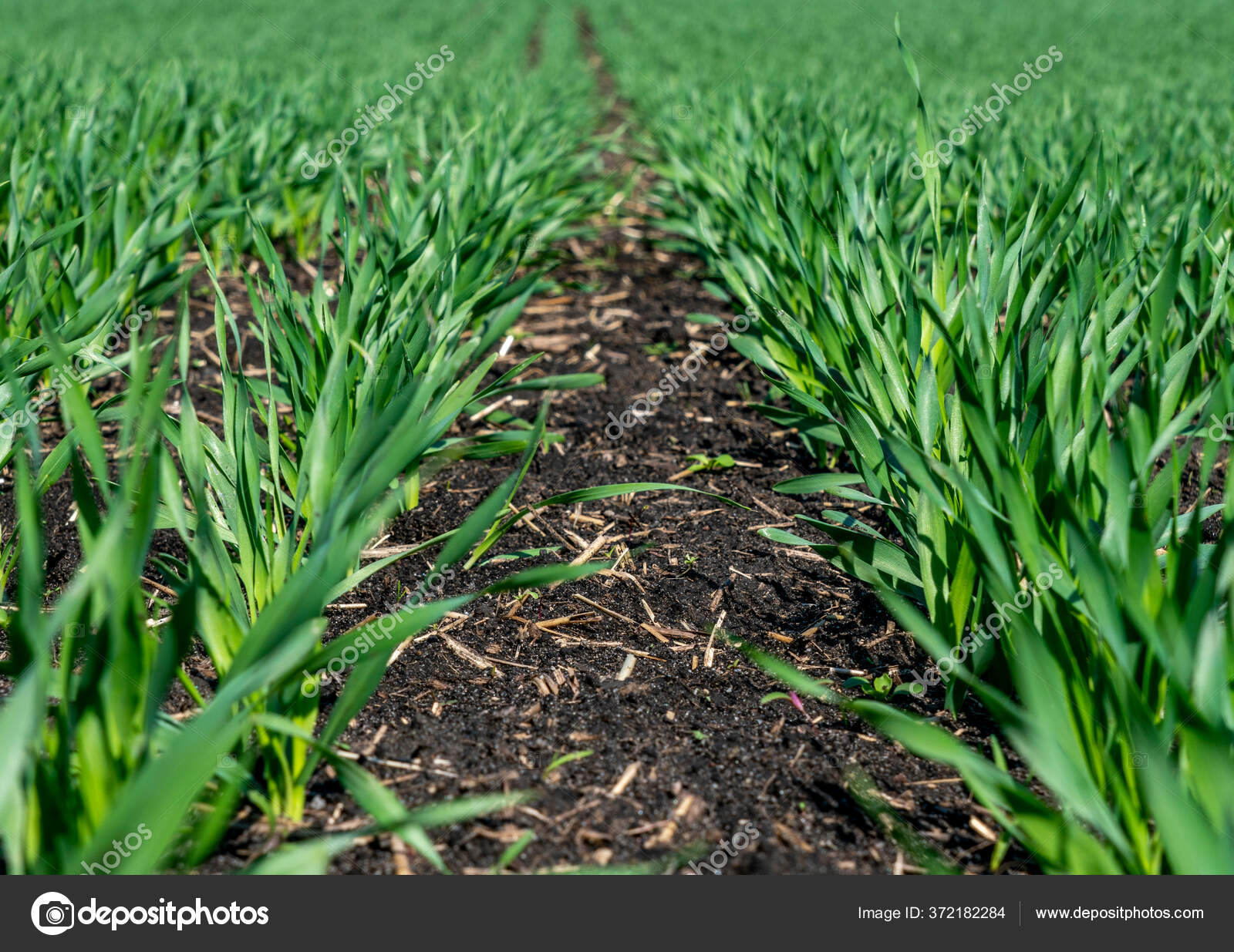 Young Wheat Plant