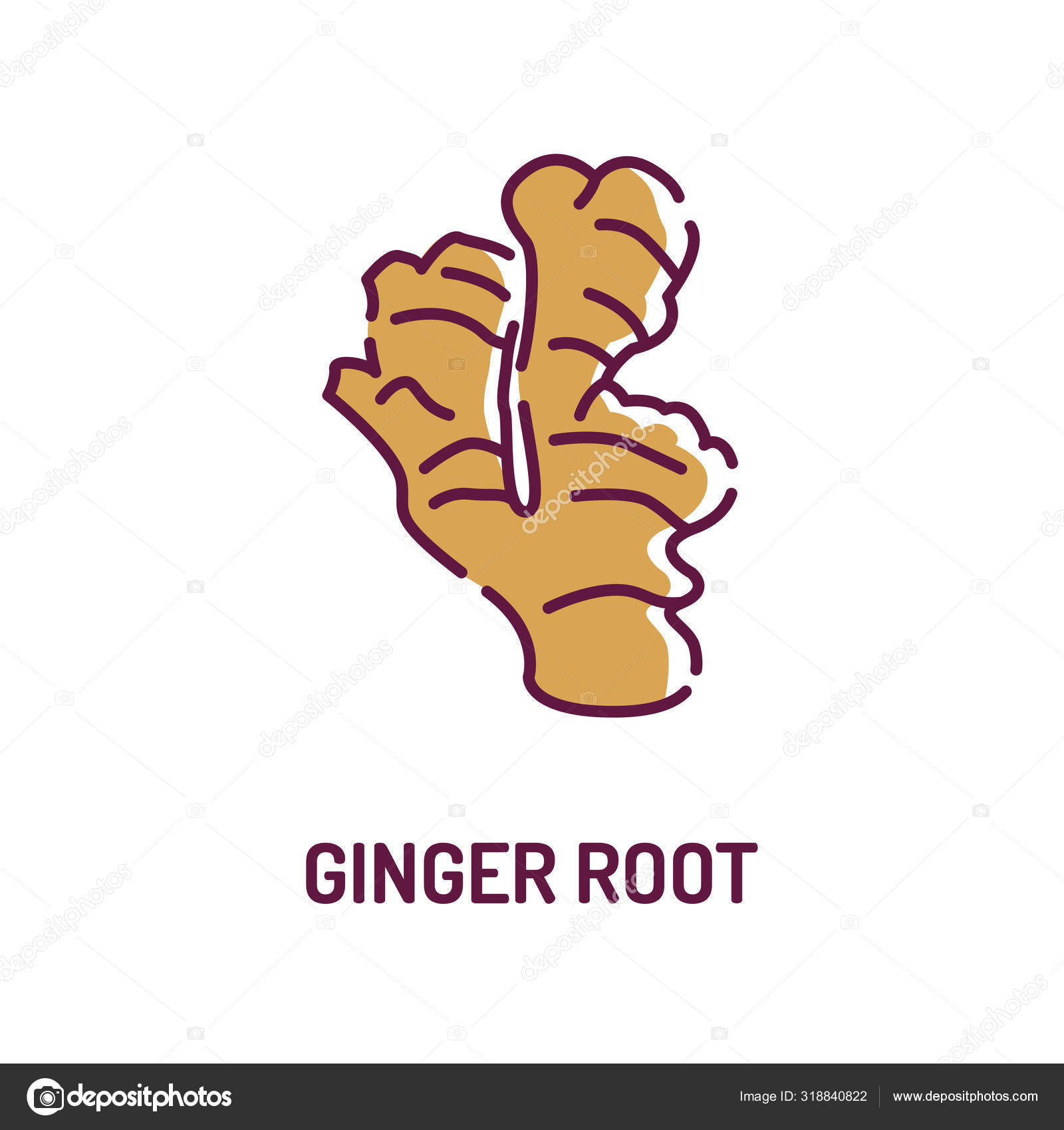 Ginger root color line icon. Spices, seasoning. Detox food ingredient ...